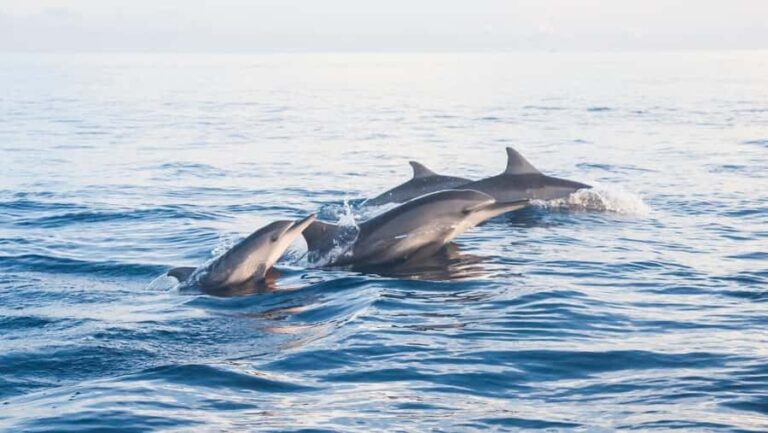 Lovina: Dolphin Watching Snorkeling Tour And Ocean Swing - The Itinerary in Detail