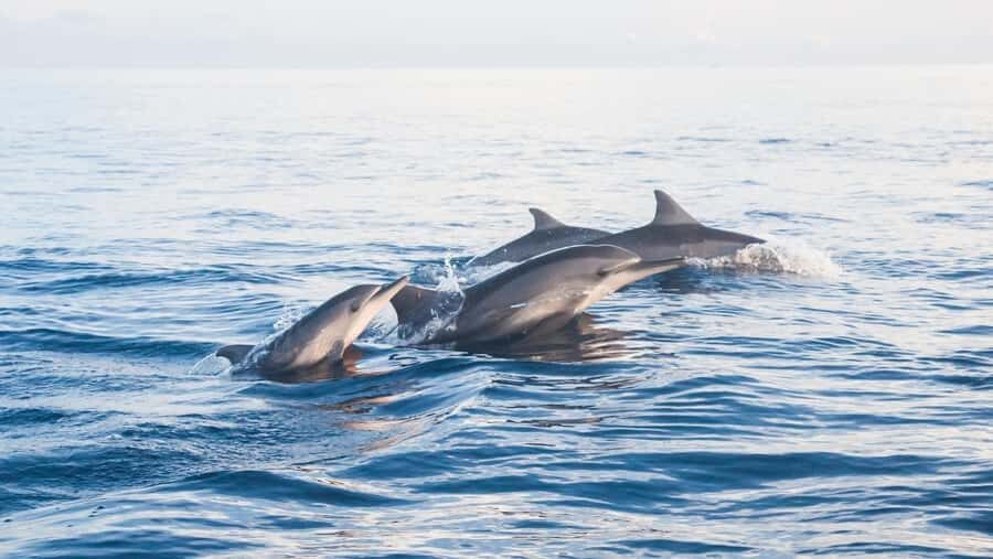 Lovina: Dolphin Watching Snorkeling Tour And Ocean Swing - The Itinerary in Detail