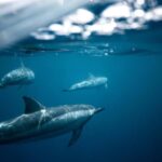 Lovina Package Tours ( Inclusive ) - Why This Tour Offers Good Value