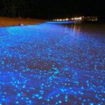 Luminous Lagoon Night-Time Tour from Montego Bay - The Experience in Detail