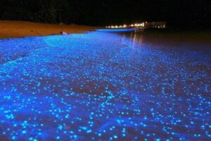 Luminous Lagoon Night-Time Tour from Montego Bay