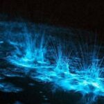 Luminous Lagoon Night Tour - Frequently Asked Questions