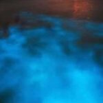 Luminous lagoon: Night Tour from Falmouth Hotels and Villas - The Itinerary in Detail