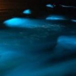 Luminous Lagoon Private Night Tour From Negril - Final Thoughts: Who Should Consider This Tour?