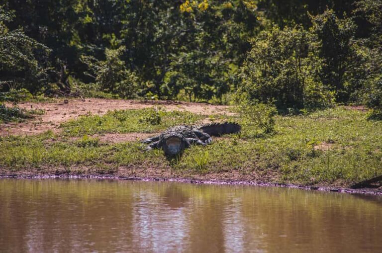 Lunugamwehera National Park (Yala block 5/6) Safari Tour - A Detailed Look at the Tour Itinerary and Experience
