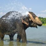 luxury Chitwan Jungle safari 4 days tour - The Experience: What It Feels Like