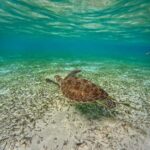 Maafushi: Turtles, Dolphins, and Coral Reef Adventure - What Travelers Say: Perspectives from Reviews