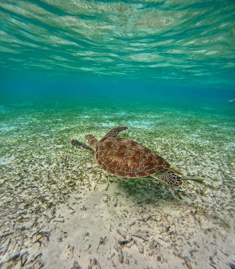 Maafushi: Turtles, Dolphins, and Coral Reef Adventure - What Travelers Say: Perspectives from Reviews