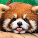 Macau Tour : Pickup + Red Panda + Insurance + Drop-off Hotel - Why This Tour Offers Good Value