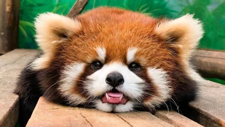 Macau Tour : Pickup + Red Panda + Insurance + Drop-off Hotel - Why This Tour Offers Good Value