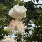 Magens Bay Nature Walk & premium hands-free Hobie Kayak Adventure - Discovering Magens Bay: A Natural and Cultural Gem