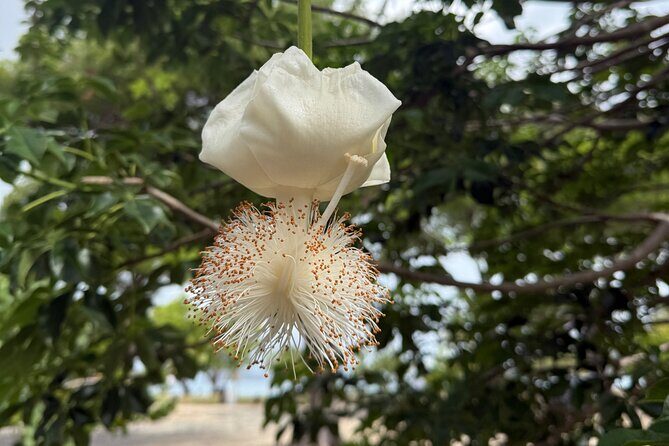 Magens Bay Nature Walk & premium hands-free Hobie Kayak Adventure - Discovering Magens Bay: A Natural and Cultural Gem
