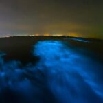 Magic Night in the Lagoon of Manialtepec Bioluminescence - Analyzing the Value and Price