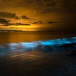 Magical Bioluminescent Night Dive - Final Thoughts: Is It Worth It?