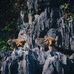 Magical Halong Bay Escape 4-Hour Cruise with Kayak & Cave Visit - The Practicalities: What You Need to Know