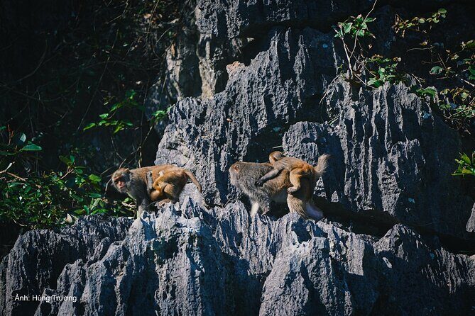 Magical Halong Bay Escape 4-Hour Cruise with Kayak & Cave Visit - The Practicalities: What You Need to Know