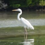 Magical Sunrise on Holbox Island VIP - Coffee & Light Breakfast - What Makes This Tour Stand Out?