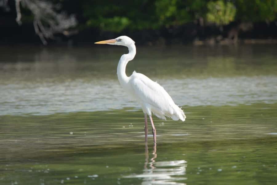 Magical Sunrise on Holbox Island VIP - Coffee & Light Breakfast - What Makes This Tour Stand Out?