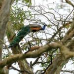 Mahiyanganaya: Sorabora Lake Sunset Birdwatching Tour - The Itinerary Breakdown