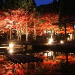 Maiko Dance and Autumn Leaves Illumination at Kitano Tenmangu TW - Final Thoughts