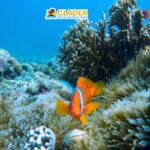 Malapascua Island: Island-Hopping Tour - Who Should Consider This Tour?