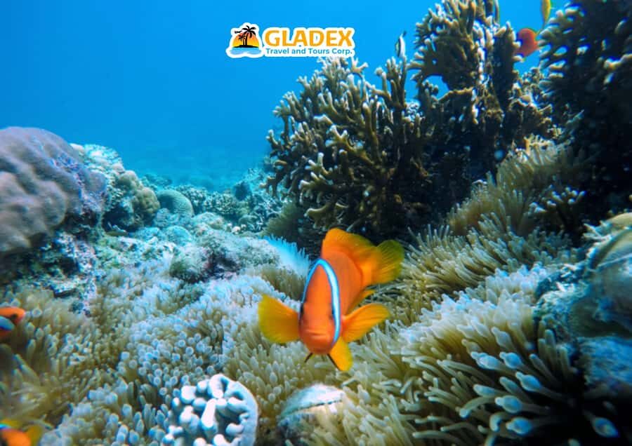 Malapascua Island: Island-Hopping Tour - Who Should Consider This Tour?