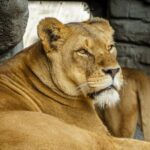 Malaysia National Zoo (Zoo Negara) with Giant Panda Viewing - An Insider’s Look at Zoo Negara