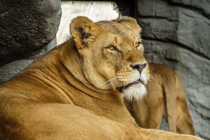 Malaysia National Zoo (Zoo Negara) with Giant Panda Viewing - An Insider’s Look at Zoo Negara