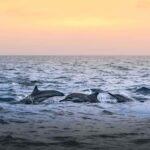 Maldives: Dolphin Watching Cruise with Snorkeling - The Logistics: How It All Comes Together