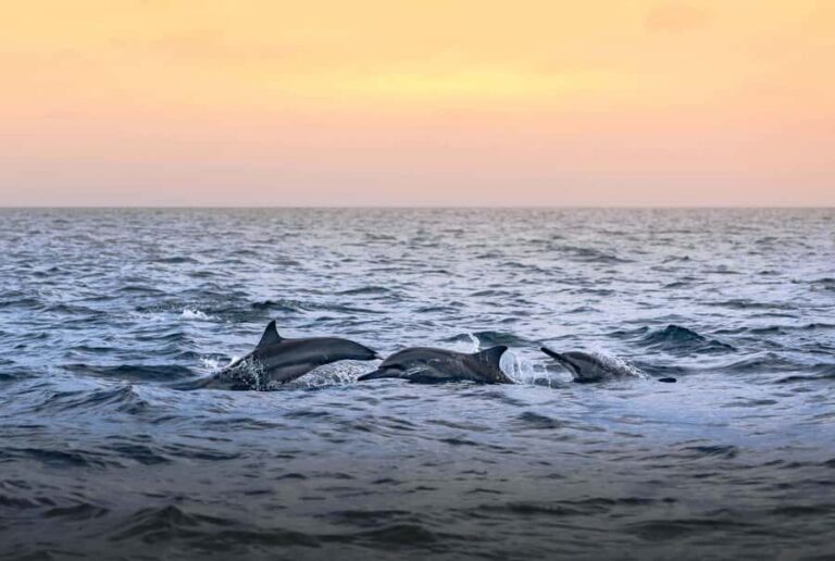 Maldives: Dolphin Watching Cruise with Snorkeling - The Logistics: How It All Comes Together