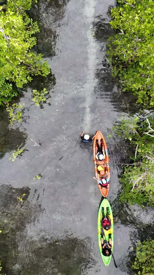 Manado: Tarsier Mangrove Forest Kayak Tour - What to Expect During the Tour