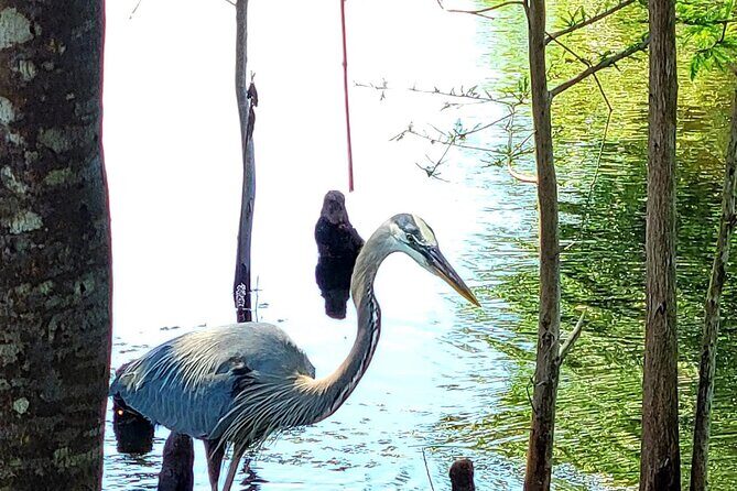 Manatee and Wildlife Boat Tour - The Itinerary in Detail