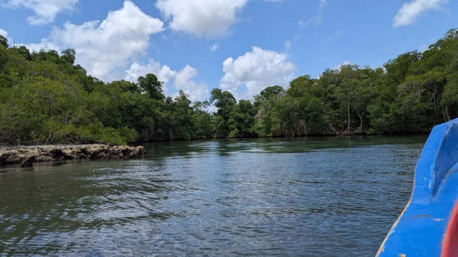 Mangove boat tour - Rio San Juan Guided 4-6 hour tour - Authentic, Eco-Friendly, and Well-Organized