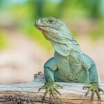 Mangrove Cay and Iguana Island Tours - Second Stop: Mangrove Cay