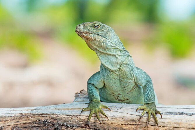 Mangrove Cay and Iguana Island Tours - Second Stop: Mangrove Cay