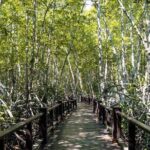 Mangrove Forest Hike and River Boat Ride with Private Guide from Hua Hin - What’s Included and What You’ll Need to Consider