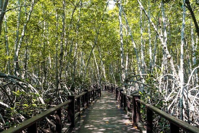 Mangrove Forest Hike and River Boat Ride with Private Guide from Hua Hin - What’s Included and What You’ll Need to Consider