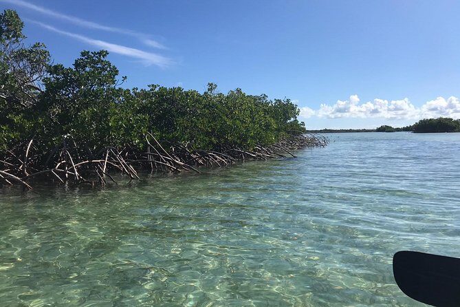 Mangrove & Iguana Clear Kayak Tour - Final Thoughts