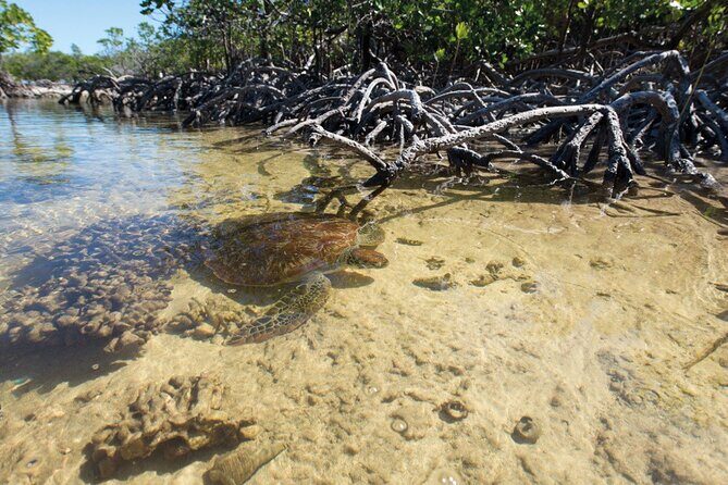 Mangrove Paddle Ride Sainte Anne Guadeloupe - Exploring the Mangrove Paddle Ride in Detail