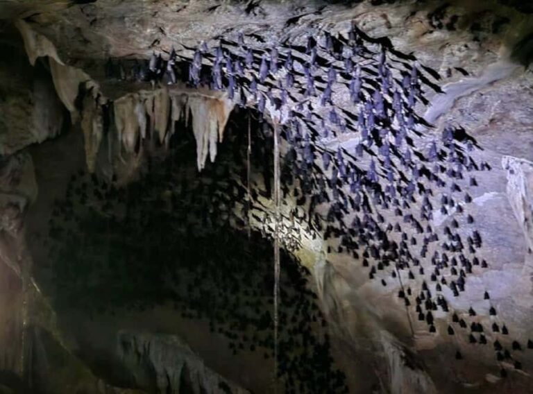 Mangrove Tour 3hour + Beach Swim + Free Lunch - The Sum Up: Is It Worth It?