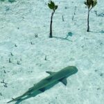 Mangroves Stand-Up Paddleboard Tour - Why This Tour Might Be Perfect for You