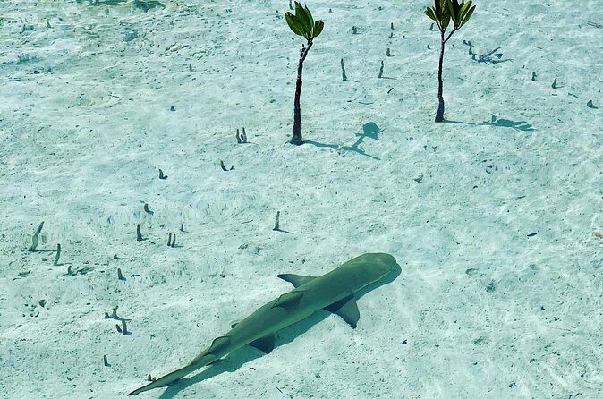 Mangroves Stand-Up Paddleboard Tour - Why This Tour Might Be Perfect for You
