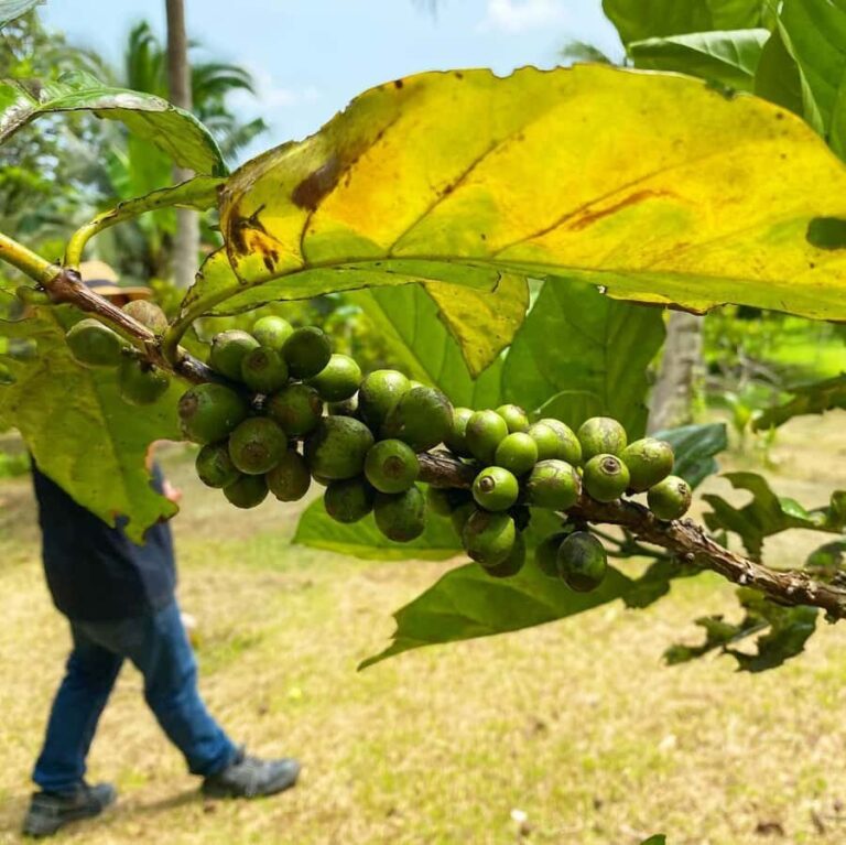 MANILA:Coffee Farm Tour with Coffee bean picking - Breaking Down the Itinerary