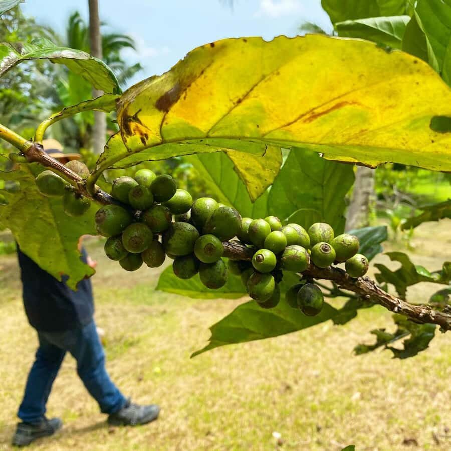 MANILA:Coffee Farm Tour with Coffee bean picking - Breaking Down the Itinerary