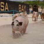 Mansa Bay w/ Swimming Pigs, Banana Boat, JetSki & Snorkeling - The Scenic Route and Key Stops