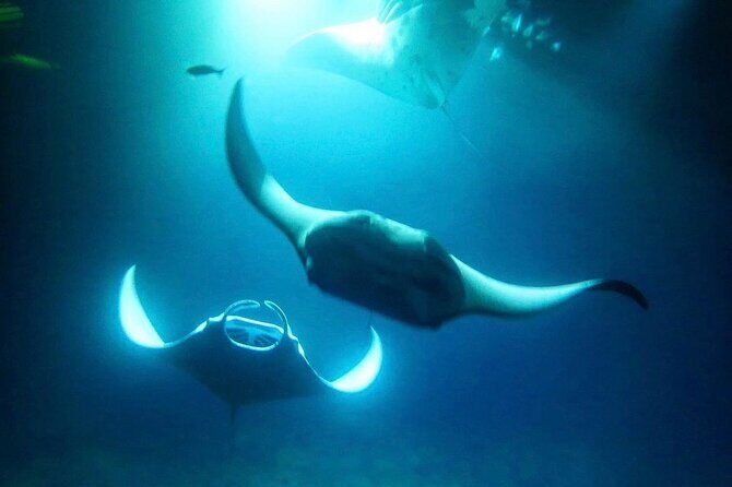 Manta Ray Night Snorkel and Dive - Why small groups matter