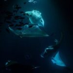 Manta Ray Snorkel Experience - What Could Be Better?