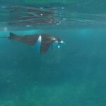 Manta Tour in Nusa Lembongan and Nusa Penida - What Makes This Tour Stand Out?