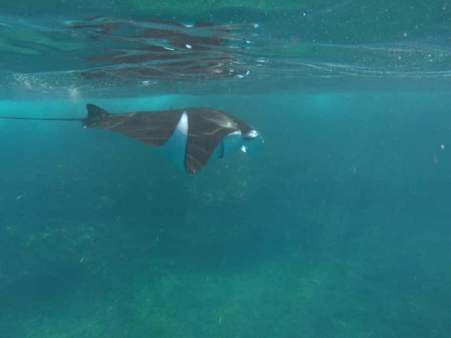 Manta Tour in Nusa Lembongan and Nusa Penida - What Makes This Tour Stand Out?