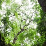 Marble Mountains, Stone Carving Village & Linh Ung Pagoda - Whats Included, Whats Not